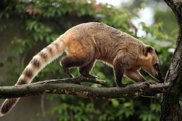 Coati Stock Photos, Royalty Free Coati Images | Depositphotos