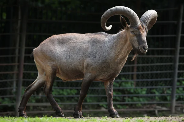 Wild East Caucasian tur — Stock Photo © wrangel #79003112