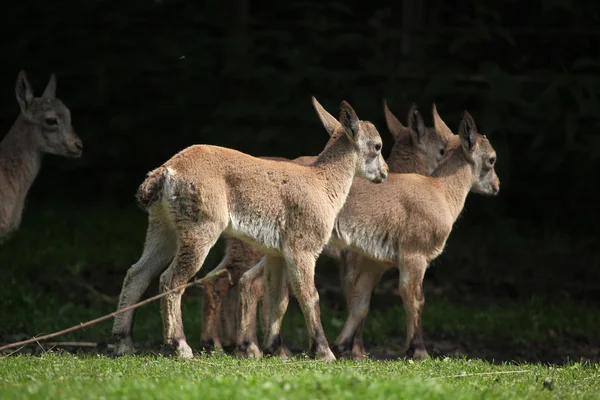 East Caucasian turs Stock Photo by ©wrangel 77842888
