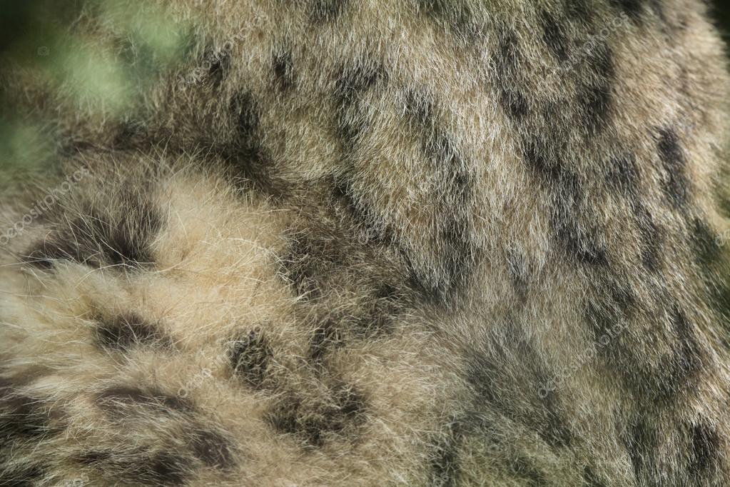 Snow Leopard Pelt