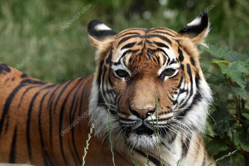 Wild Malayan tiger — Stock Photo © wrangel #79002366