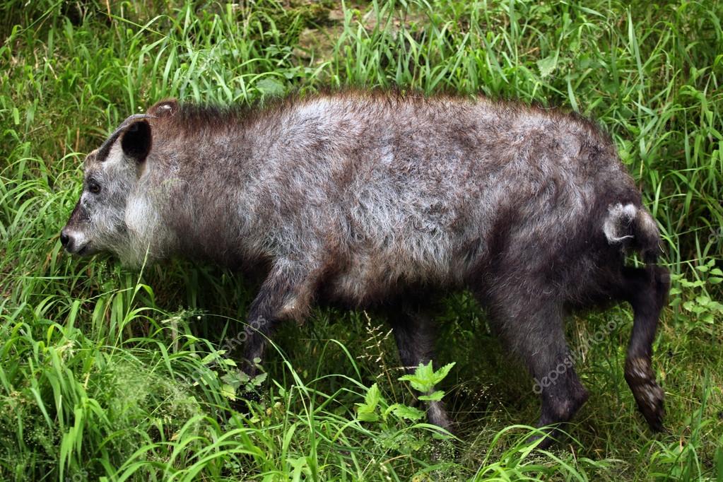 Japanese serow in field Stock Photo by ©wrangel 79003016