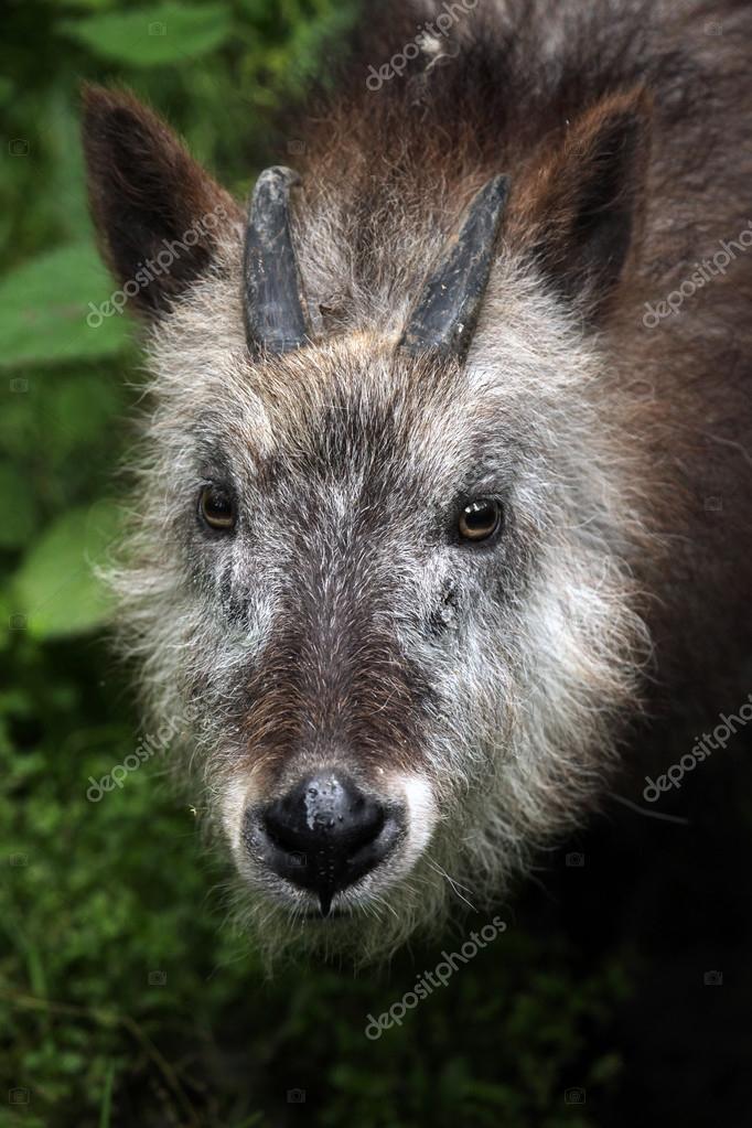Wild Japanese serow Stock Photo by ©wrangel 79003032