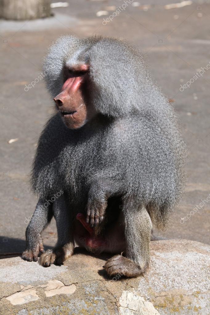 Wild Hamadryas baboon — Stock Photo © wrangel #79003132