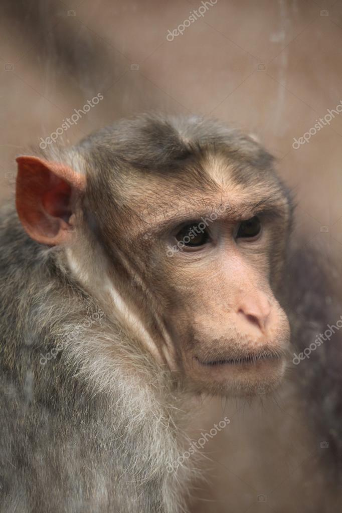 Wild macaca animal — Stock Photo © wrangel #79914514