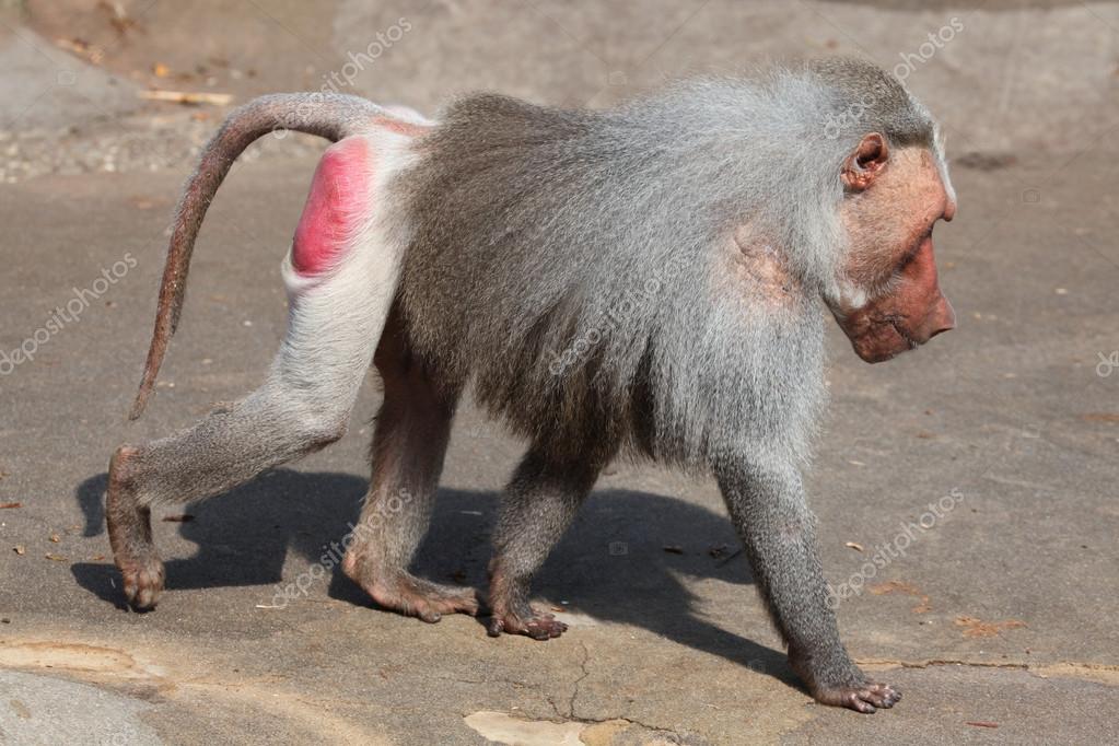 Wild Hamadryas baboon Stock Photo by ©wrangel 79914690