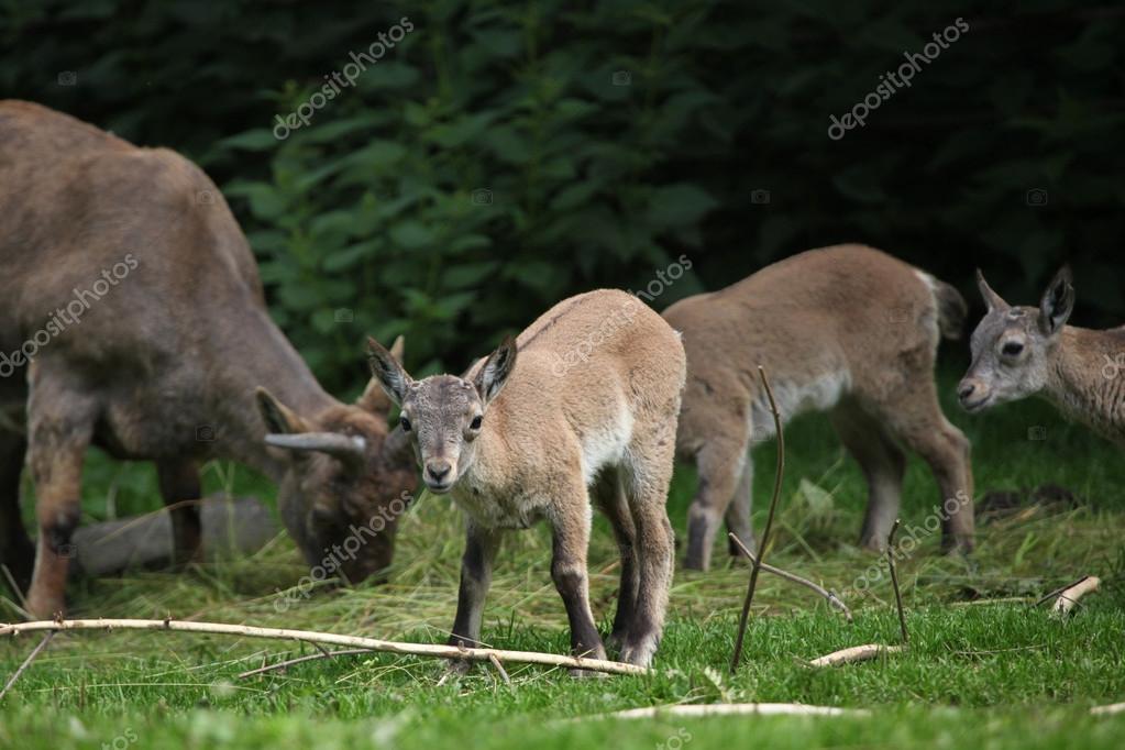 Wild turgid animal Stock Photo by ©wrangel 79914742