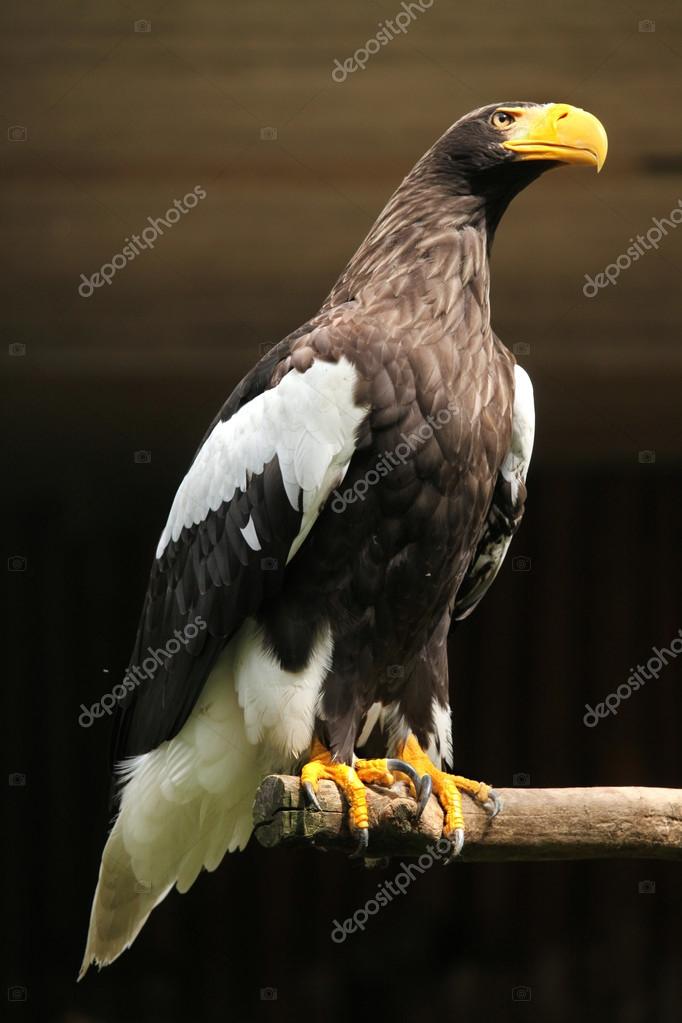 Wild eagle animal Stock Photo by ©wrangel 79915314