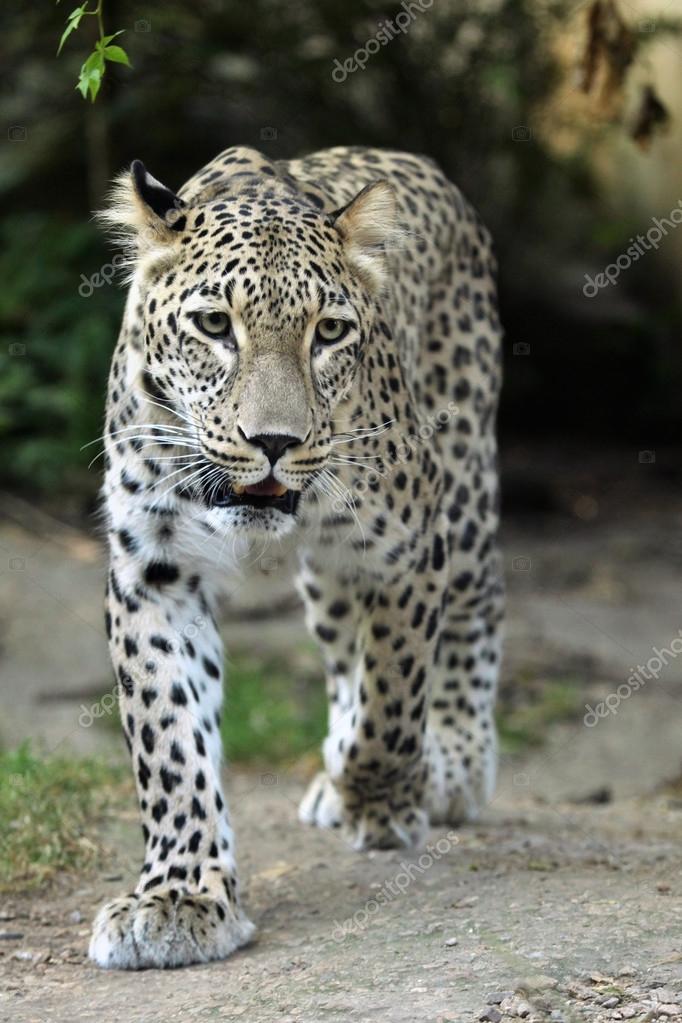 Persian Leopard In Wild