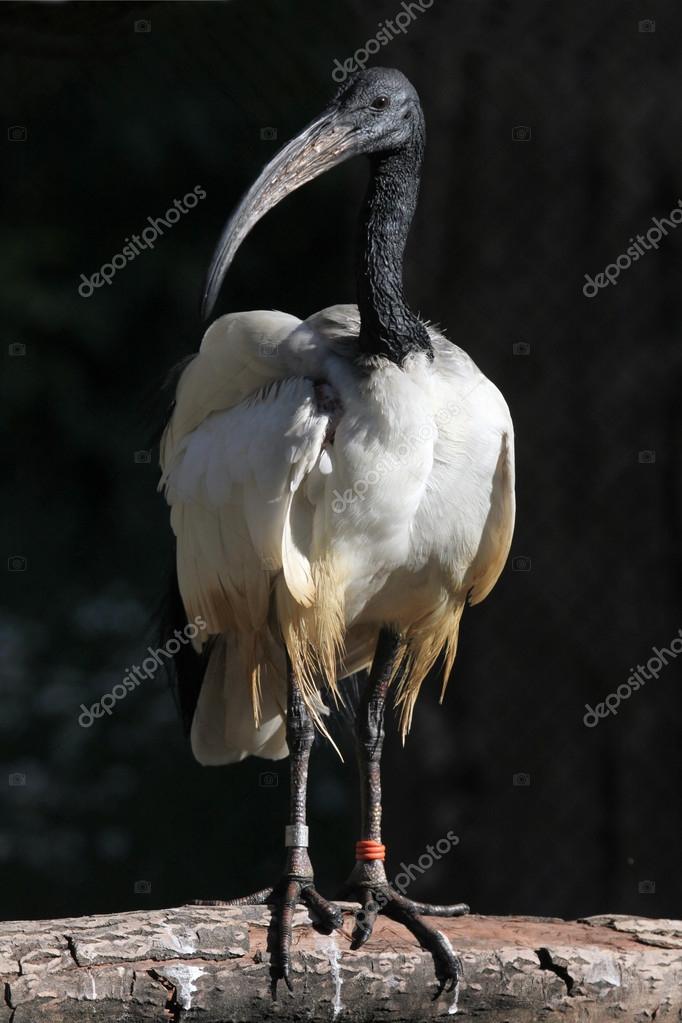 Wild African sacred ibis — Stock Photo © wrangel #80107934