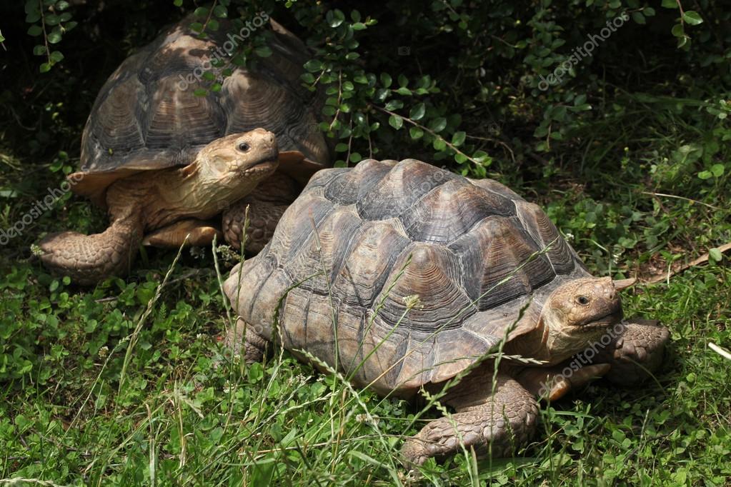 Wild African spurred tortoise Stock Photo by ©wrangel 80107984