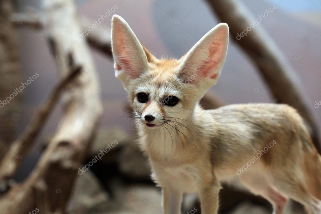 Wild Fennec fox — Stock Photo © wrangel #80108200
