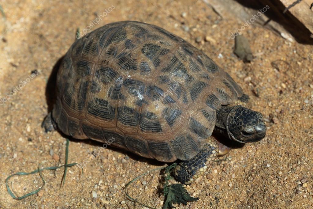 Common spider tortoise — Stock Photo © wrangel #83074976