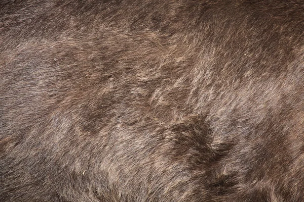 Bear fur texture | Brown bear fur texture — Stock Photo © taviphoto ...