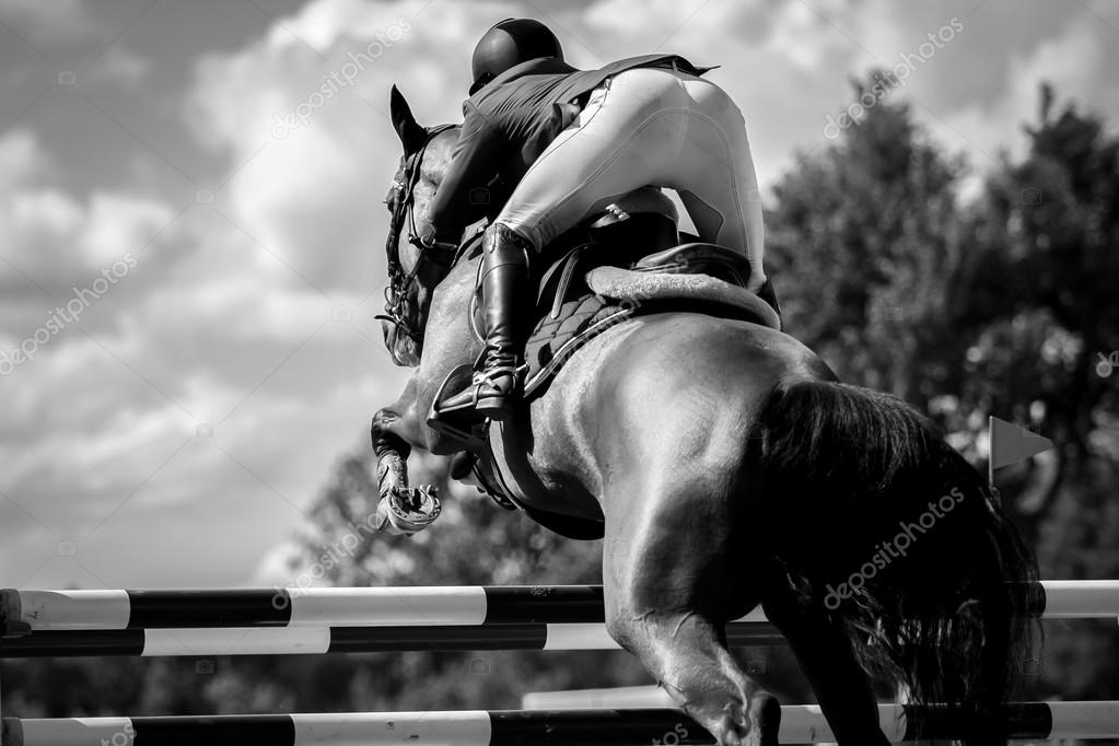 Equestrian Stock Photo by ©martinkay19 66752829