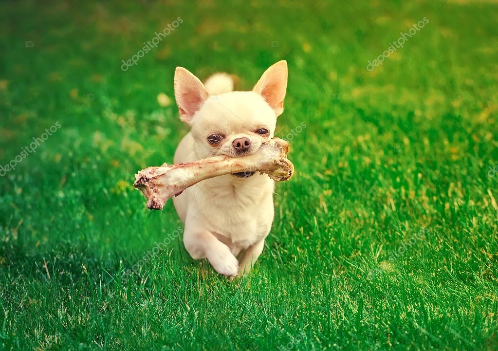 Are Kangaroo Bones Safe For Dogs