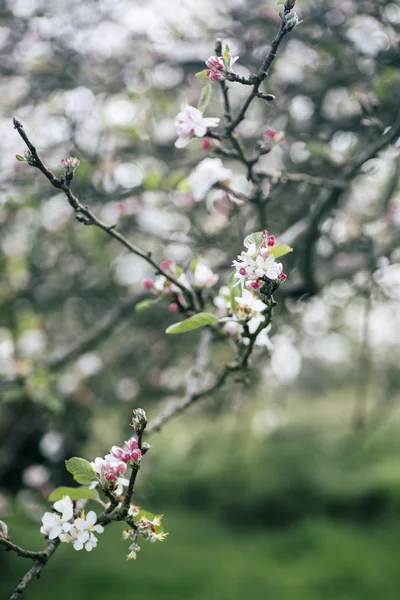 Pictures : fruit trees in bloom | Fruit trees in bloom — Stock Photo ...