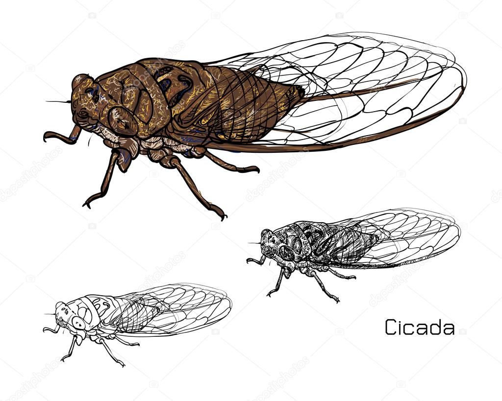 Drawing of cicada Stock Vector Image by ©hadkhanong1979 #54744139