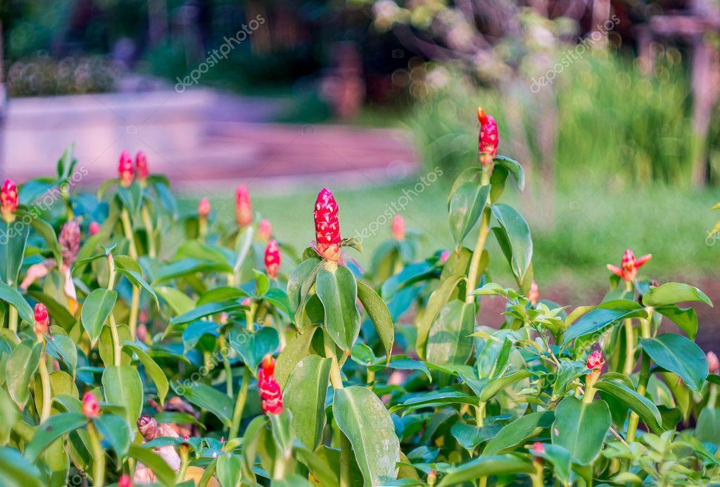 Indio cabeza jengibre flor: fotografía de stock © hadkhanong1979 ...