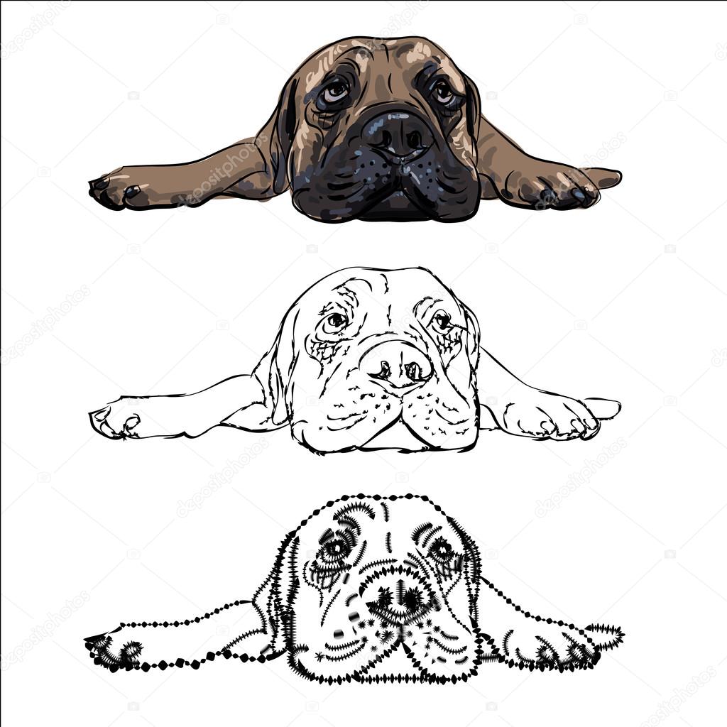 Drawing of lying bullmastiff Stock Vector Image by ©hadkhanong1979 ...