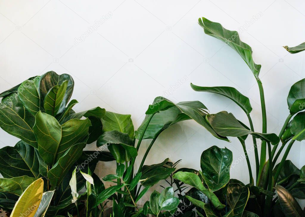 Ficus lyrata, potted ficus. Plant collection.Beautiful fiddle-leaf, fig ...