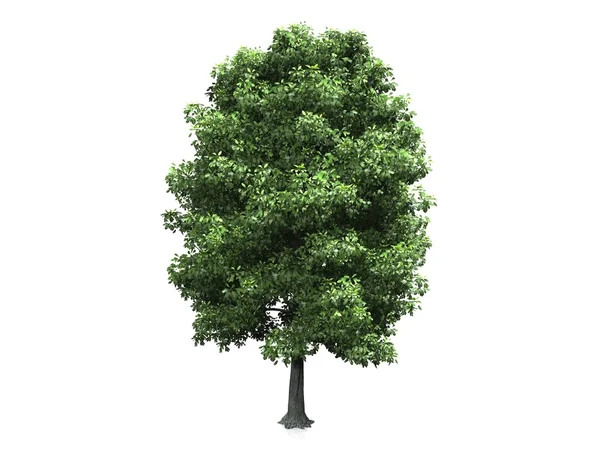 Tree top view on white background layout plan Stock Photo by ©chayathon ...