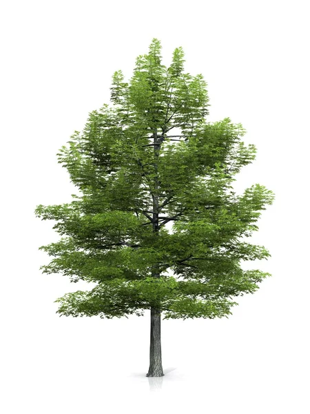 Tree top view on white background layout plan Stock Photo by ©chayathon ...