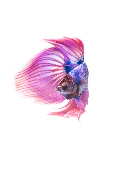 Siamese betta fish tail movement abstract background Stock Illustration ...