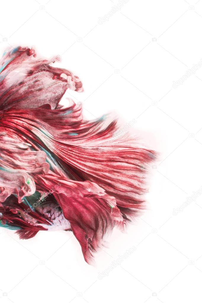 Siamese betta fish tail movement abstract background Stock Photo by ...