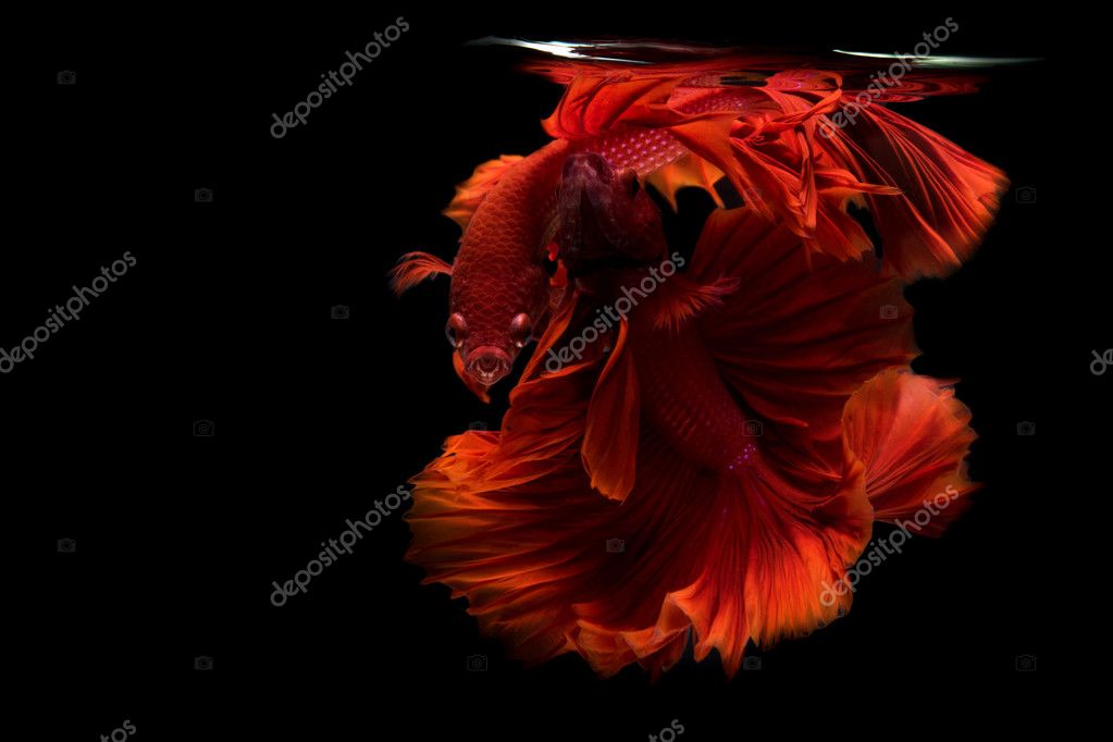 Siamese betta fish tail movement abstract background — Stock Photo ...