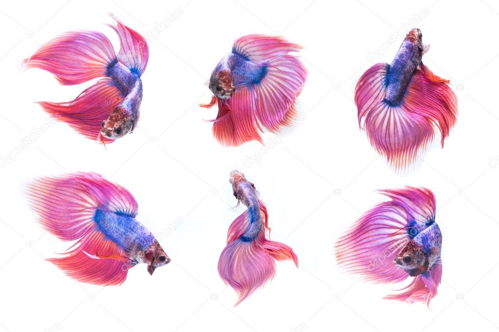 Siamese betta fish tail movement abstract background Stock Illustration ...