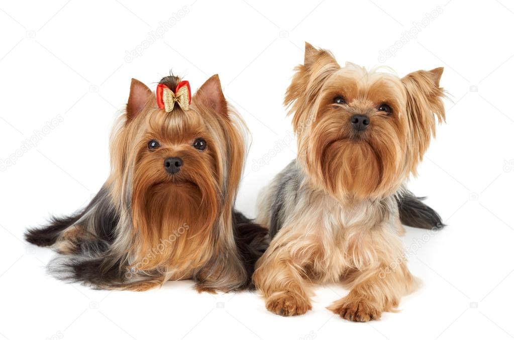 Two Yorkshire Terriers Stock Photo by ©photopotam 61482855