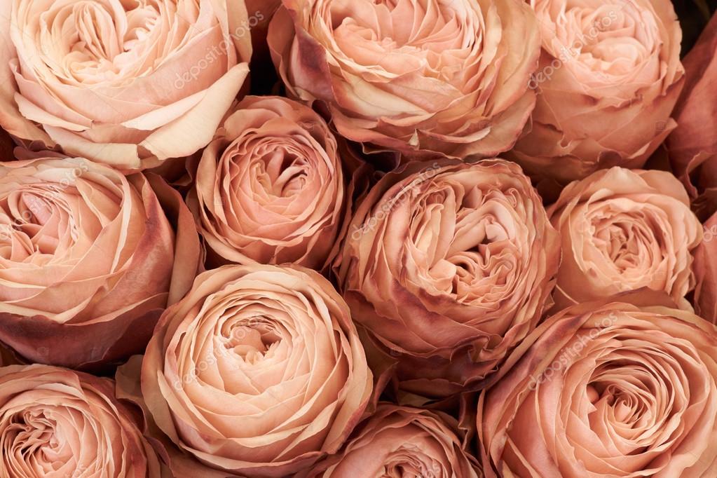 Tan roses Stock Photo by ©photopotam 83958050