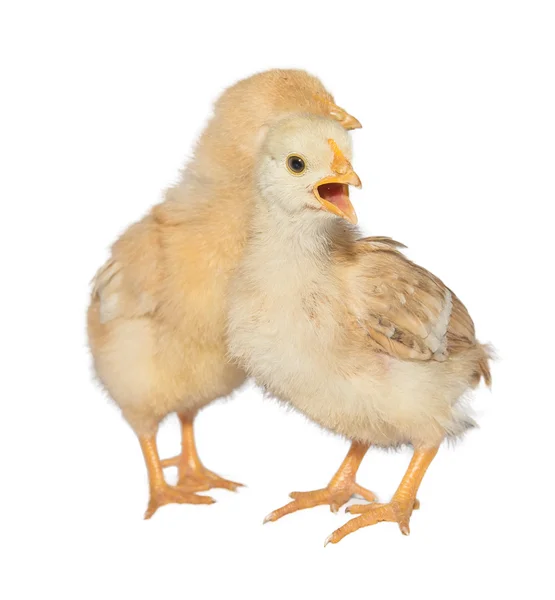 Pollo chiquito fotos de stock, imágenes de Pollo chiquito sin royalties ...