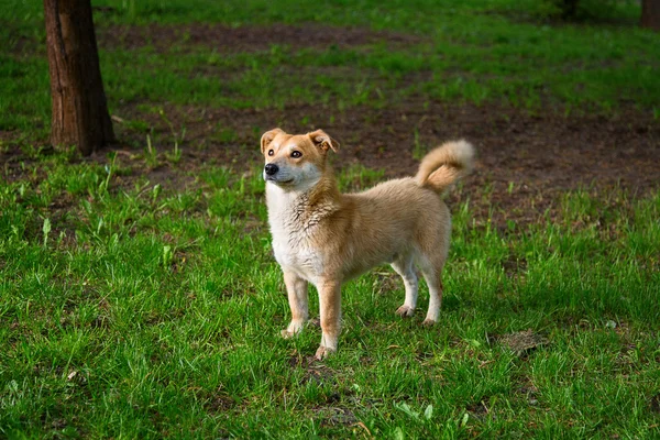 Ginger dog Stock Photos, Royalty Free Ginger dog Images | Depositphotos