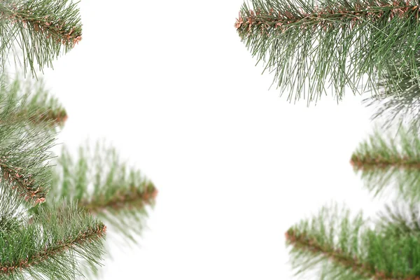 Pine tree background Stock Photos, Royalty Free Pine tree background ...
