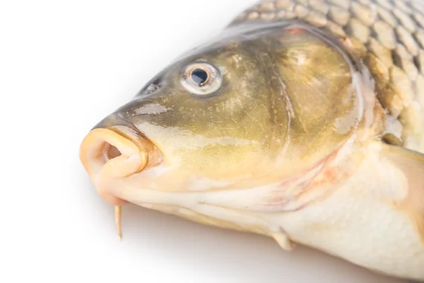 Large carp fish — Stock Photo © dmitriykp #65681153