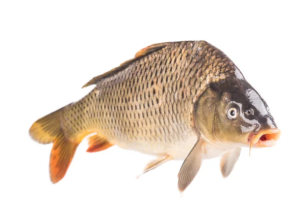 Large carp Stock Photos, Royalty Free Large carp Images | Depositphotos