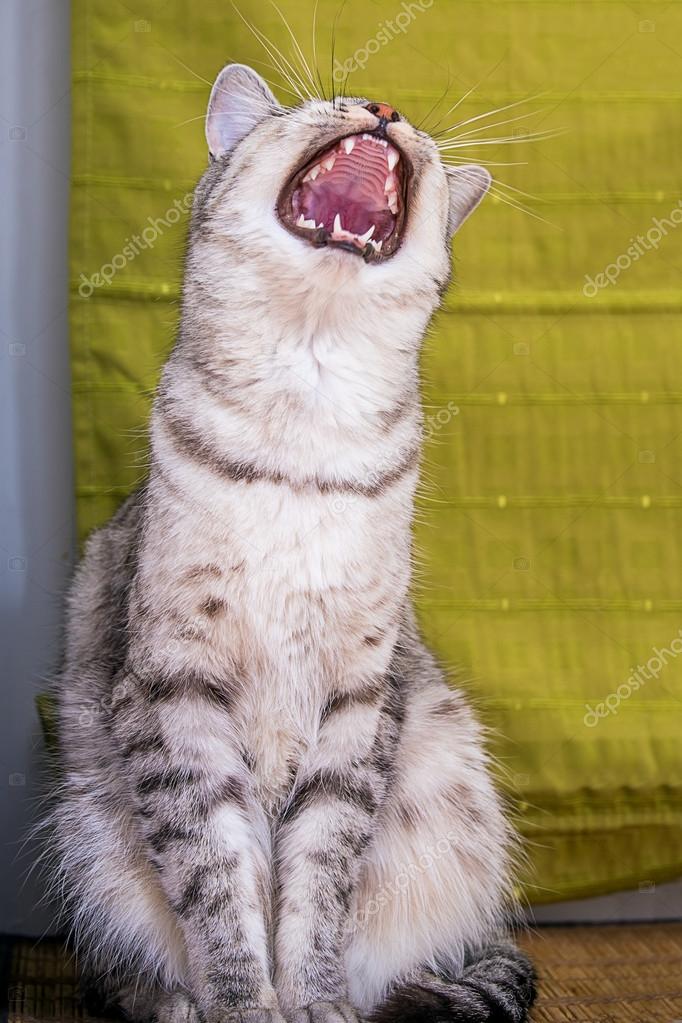 Laughing Cats