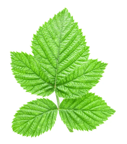Raspberry leaf Stock Photos, Royalty Free Raspberry leaf Images ...