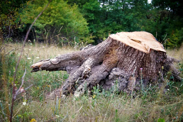 Natureza destruidora Stock Photos, Royalty Free Natureza destruidora ...