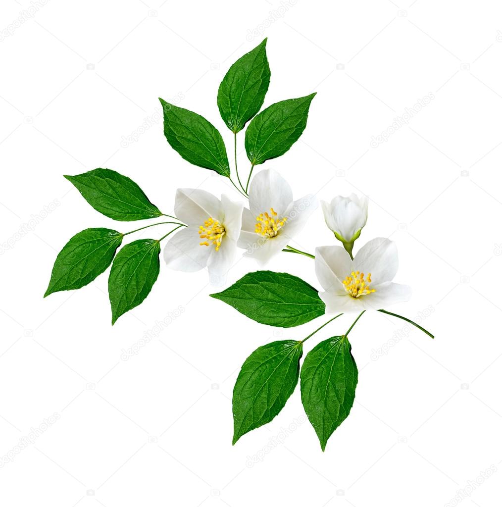 Jasmijn Betekenis Bloem - Bloemen