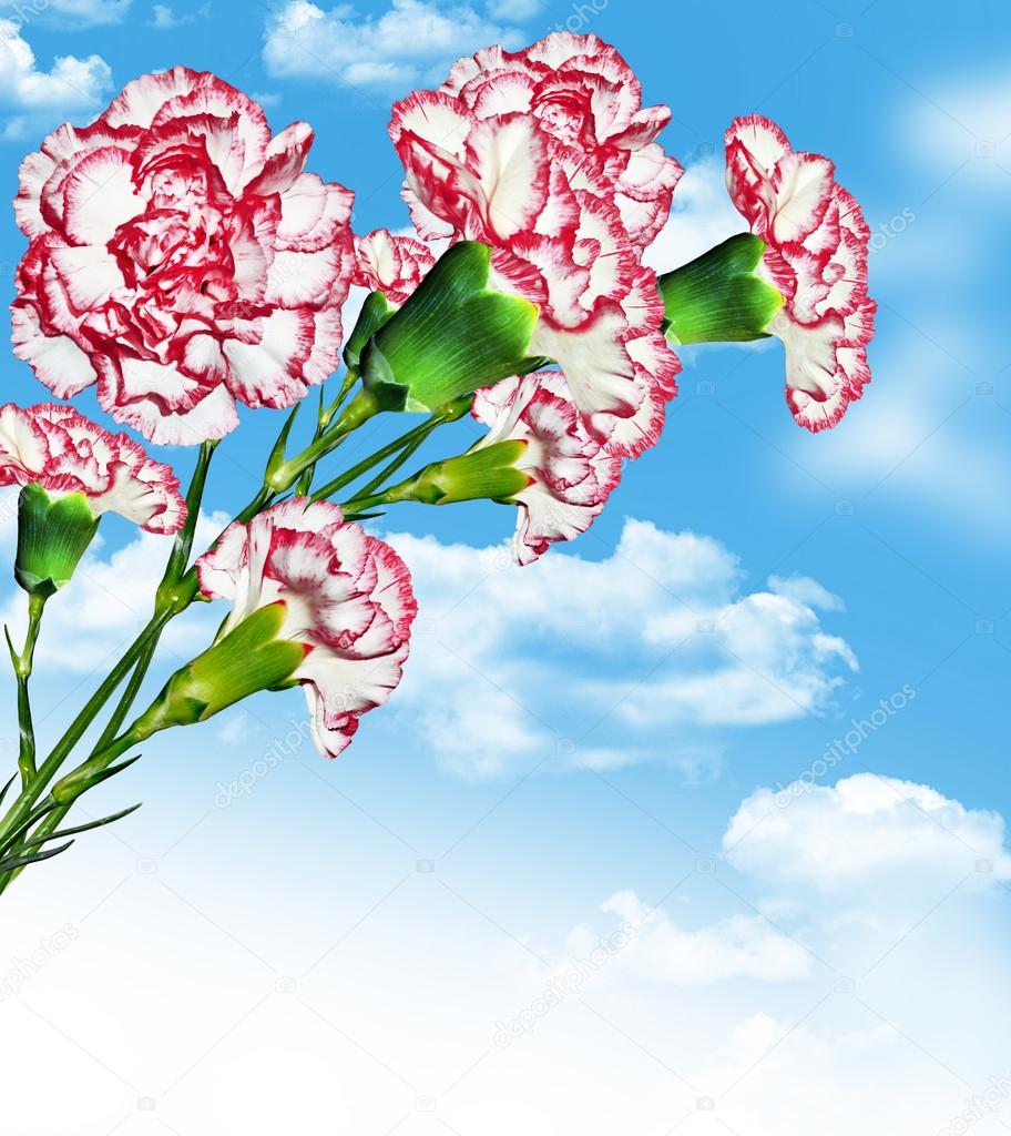 Blue Carnation Flowers Wallpaper