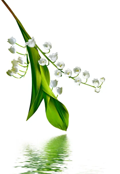 Easter lily Stock Photos, Royalty Free Easter lily Images | Depositphotos