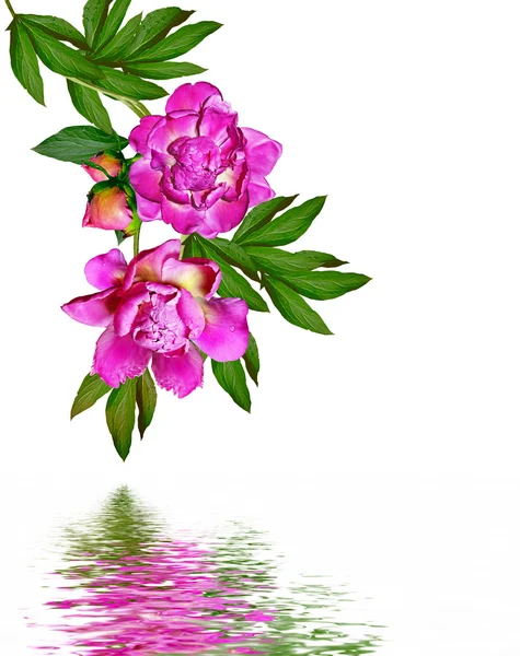 Flor pascal Stock Photos, Royalty Free Flor pascal Images | Depositphotos