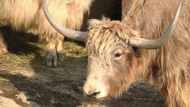 Yak Stock Videos, Royalty Free Yak Footages | Depositphotos®