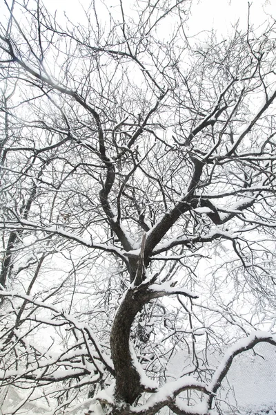 Snow oak tree Stock Photos, Royalty Free Snow oak tree Images ...