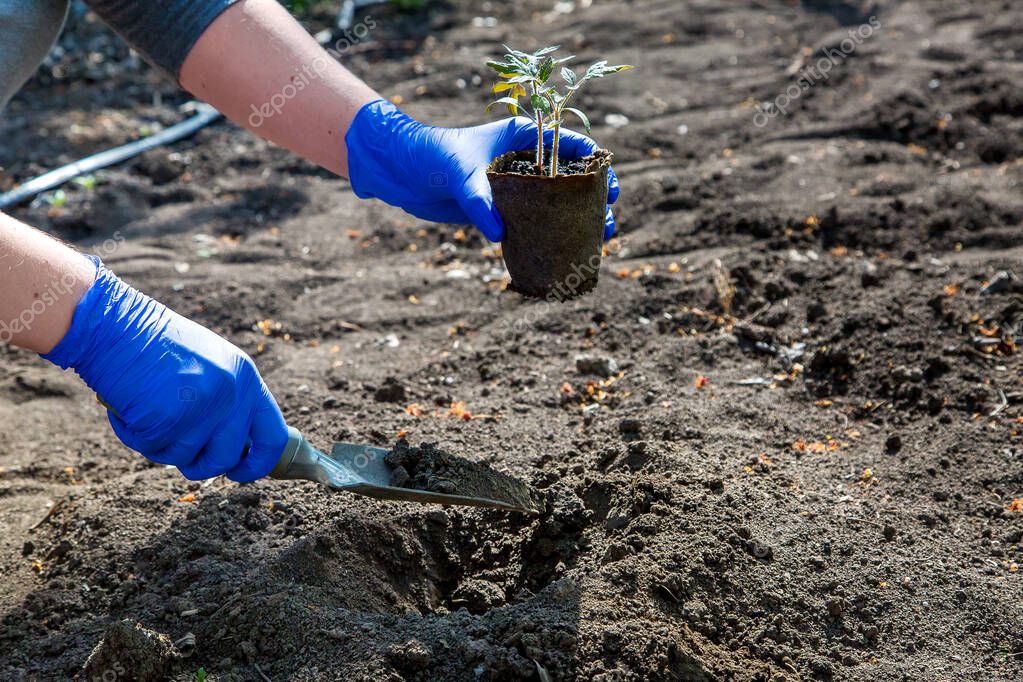 proceso de plantación de una planta en el suelo para el cultivo de ...