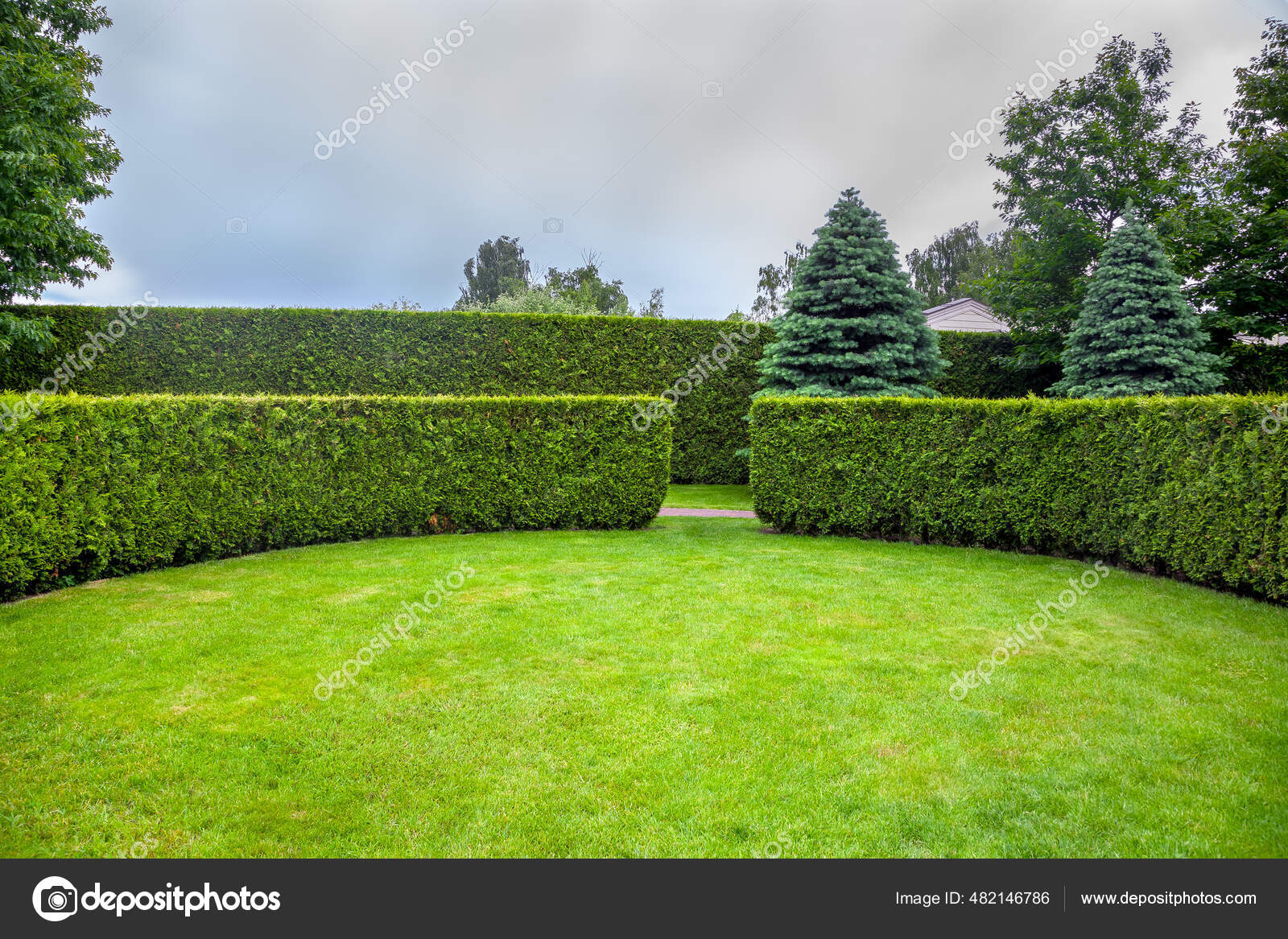 Curved Thuja Hedge Garden Trees Fir Trees Green Lawn Spring Stock Photo ...