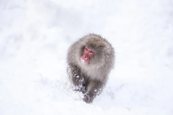 Jigokudani snow monkey bathing onsen hotspring famous sightseein Stock ...